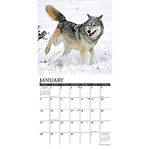 Willow Creek Press Spirit of the Wolf Monthly 2024 Wall Calendar (12" x 12")
