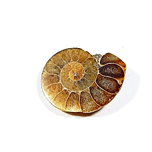 XUETZALCOATL VishvakarmaaSudarshan Shaligram from Sacred Kali Gandaki 1 pcs