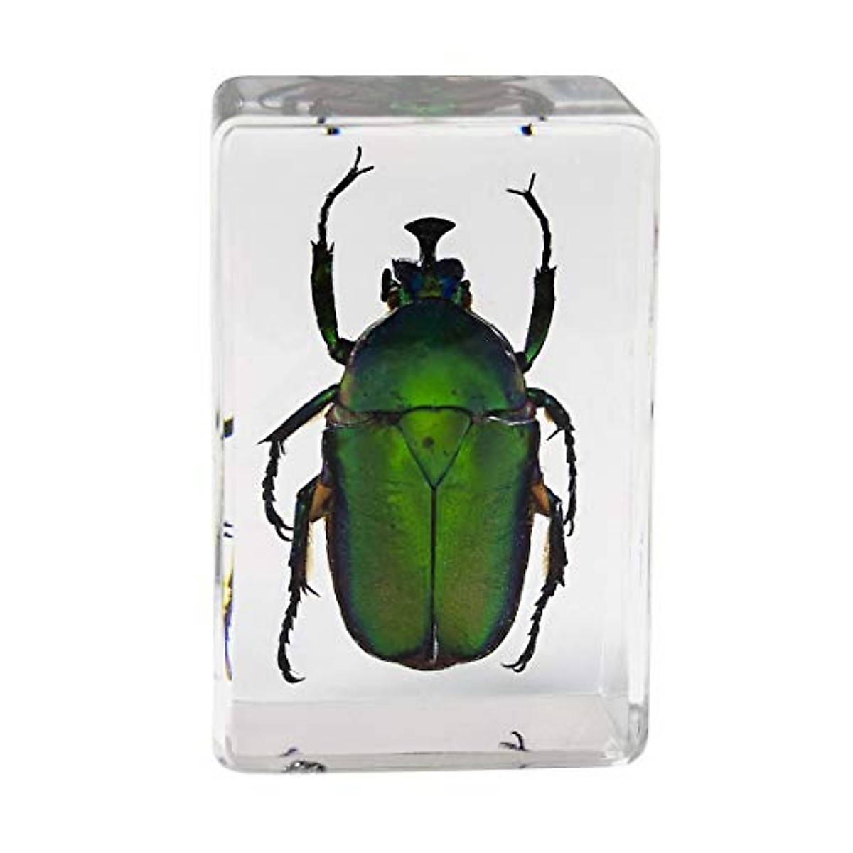 Celestron – Real 3D Bugs in Clear Resin – 4pc Set Includes Wasp, Ant, Chafer, and Beetle Specimens – Perfect for Science Eduction and Classroom – Use with Digital and Stereo Microscopes