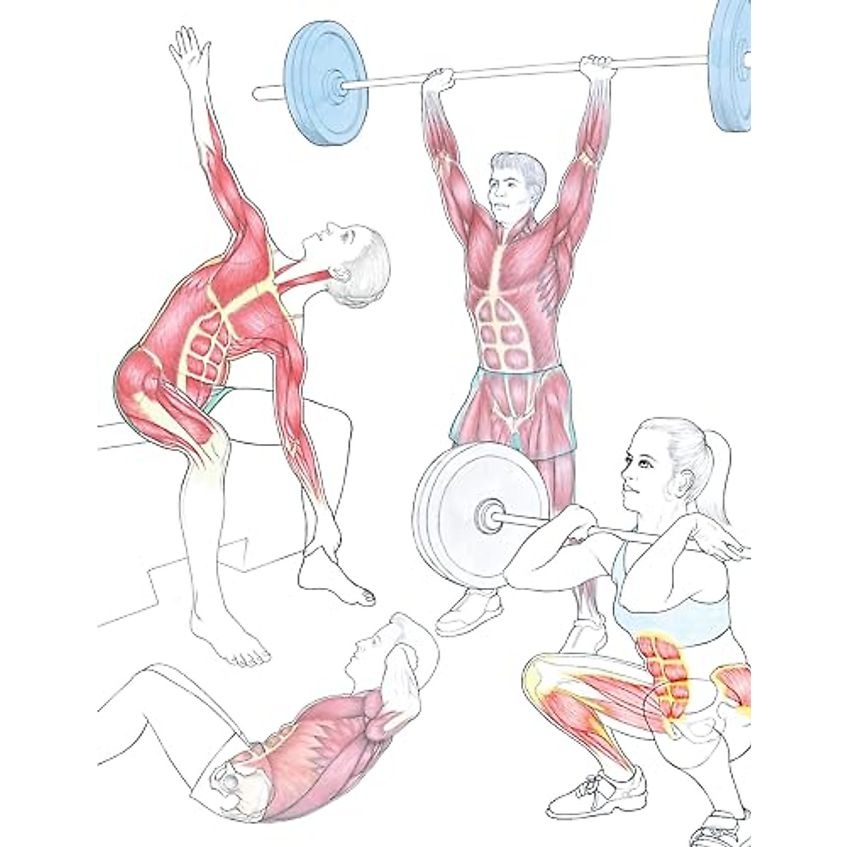 New Anatomy for Strength & Fitness Training: An Illustrated Guide to Your Muscles in Action Including Exercises Used in CrossFit (R), P90X (R), and Other Popular Fitness Programs (IMM Lifestyle Books)