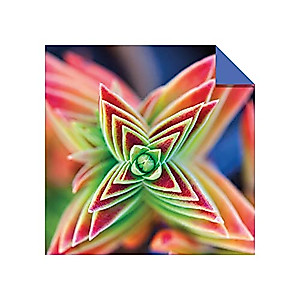 Origami Paper 500 sheets Succulents 6" (15 cm): Tuttle Origami Paper: Double-Sided Origami Sheets with 12 Different Photographs (Instructions for 6 Projects Included)