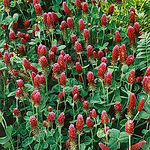 Outsidepride Crimson Clover Legume Seed for Pasture, Hay, Green Manure, Cover Crop, Wildlife Forage, & More - 5 LBS
