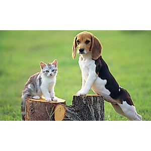 Dog Hair and Skin Supplements - PET Hair and Coat Health - for Dogs and Cats - Immune Booster - Itch and HOT SPOT Relief - Vitamin e for Dogs Oral - 3 Bottle (180 Tabs)