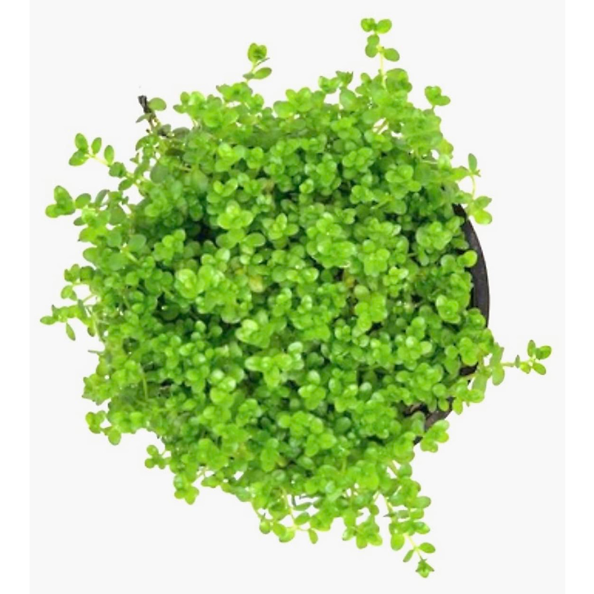 Marcus Fish Tanks - 3X Dwarf Baby Tears Hemianthus Callitrichoides Live Aquarium Plants