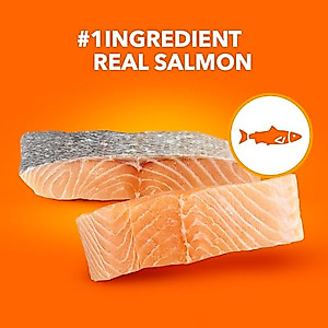 IAMS Proactive Health Adult Healthy Dry Cat Food with Salmon, 16 lb. Bag