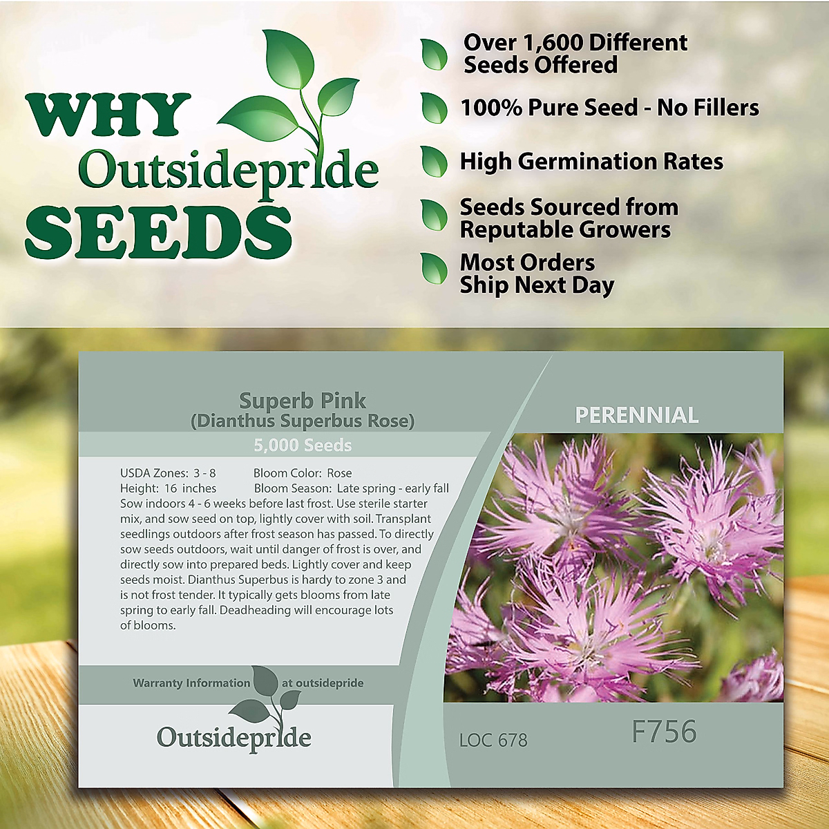 Outsidepride 5000 Seeds Perennial Dianthus Superbus Rose Superb Pink Flower Seeds for Planting