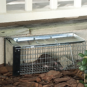 Havahart 0745 Extra Small 1-Door Humane Catch and Release Live Animal Trap for Squirrels, Chipmunks, Rats, Weasels, and Small Animals