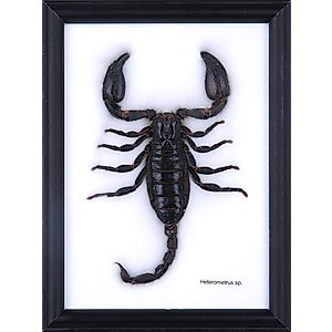 The Giant Thai Forest Scorpion (Heterometrus spinifer) | Framed Arachnid Wall Decor | Unique Taxidermy Collectables | 8 x 6 in.