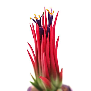 Live Tillandsia Ionantha Fuego 2" - 3" Air Plant Fast Growing, Easy Care, Low Maintenance, Indoor or Outdoor by Awesome Industries (1 Pack Fuego XL)