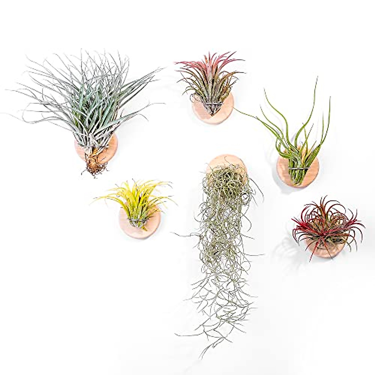 MITIME Air Plants Holders-Real Wood Live Air Plant Holders.Rustic Air Plant Stand,Wall-mounted to save space.(Plants not included)(Set of 6)