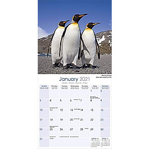 Penguin Calendar - Cute Animal Calendar - Calendars 2020 - 2021 Wall Calendars - Animal Calendar - Penguins 16 Month Wall Calendar by Avonside