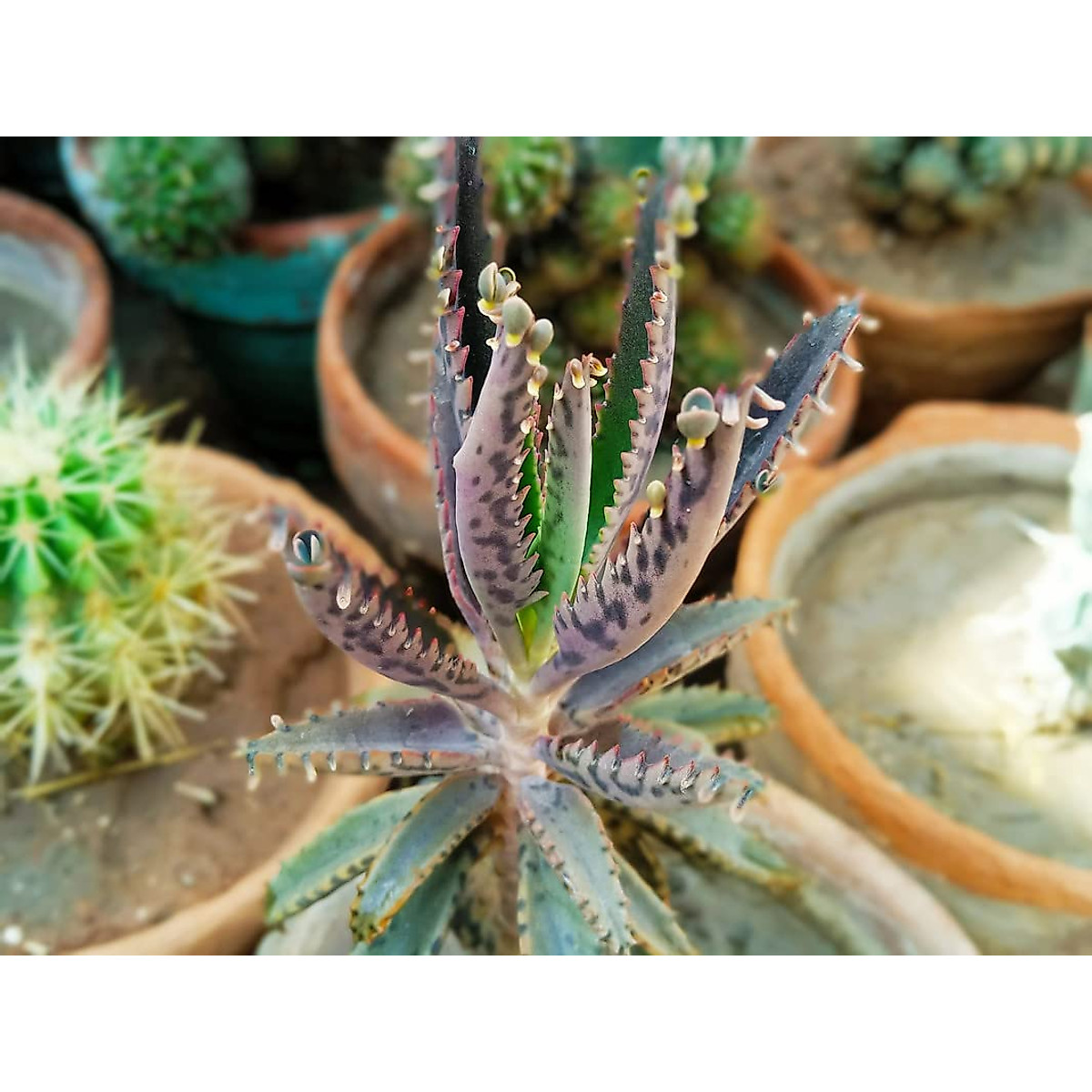 Mothers of Thousands Kalanchoe Live Plant 3 to 5 Inc Tall Starter, Kalanchoe Succulent