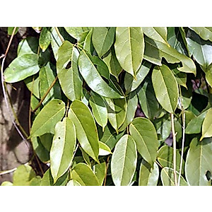 Climbing Jade Vine Seeds to Plant - 4 Big Healthy Seeds - Mucuna Sempervirens Seeds to Grow - Rare