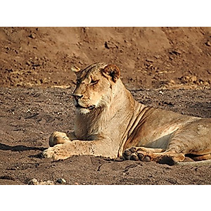 Nikon digital camera COOLPIX P610 (Black) P610BK [Camera]