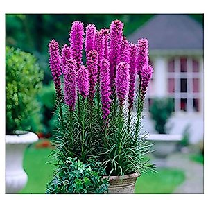 Purple Liatris Spicata - 5 Bulbs, Blazing Star Plant, Vibrant Perennial Liatris, Ideal for Garden Beds, Easy to Grow, Beautiful Vertical Flowers, Perfect for Borders and Landscapes