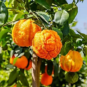 CHUXAY GARDEN 5 Seeds Bitter Orange,Seville Orange,Bigarade Orange,Marmalade Orange Bitter Fruit Hybrid Orange Tree Gardening Gifts Easy Grow Hardy