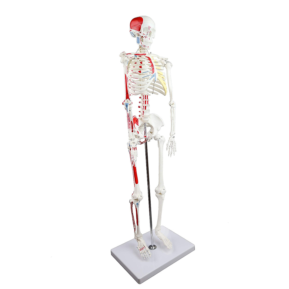 Parco Scientific PB00014 Human Skeleton with Muscles Colored and Labeled, Half Size 33" (84cm) | Wired for Natural Movement | Labelled Diagram Included