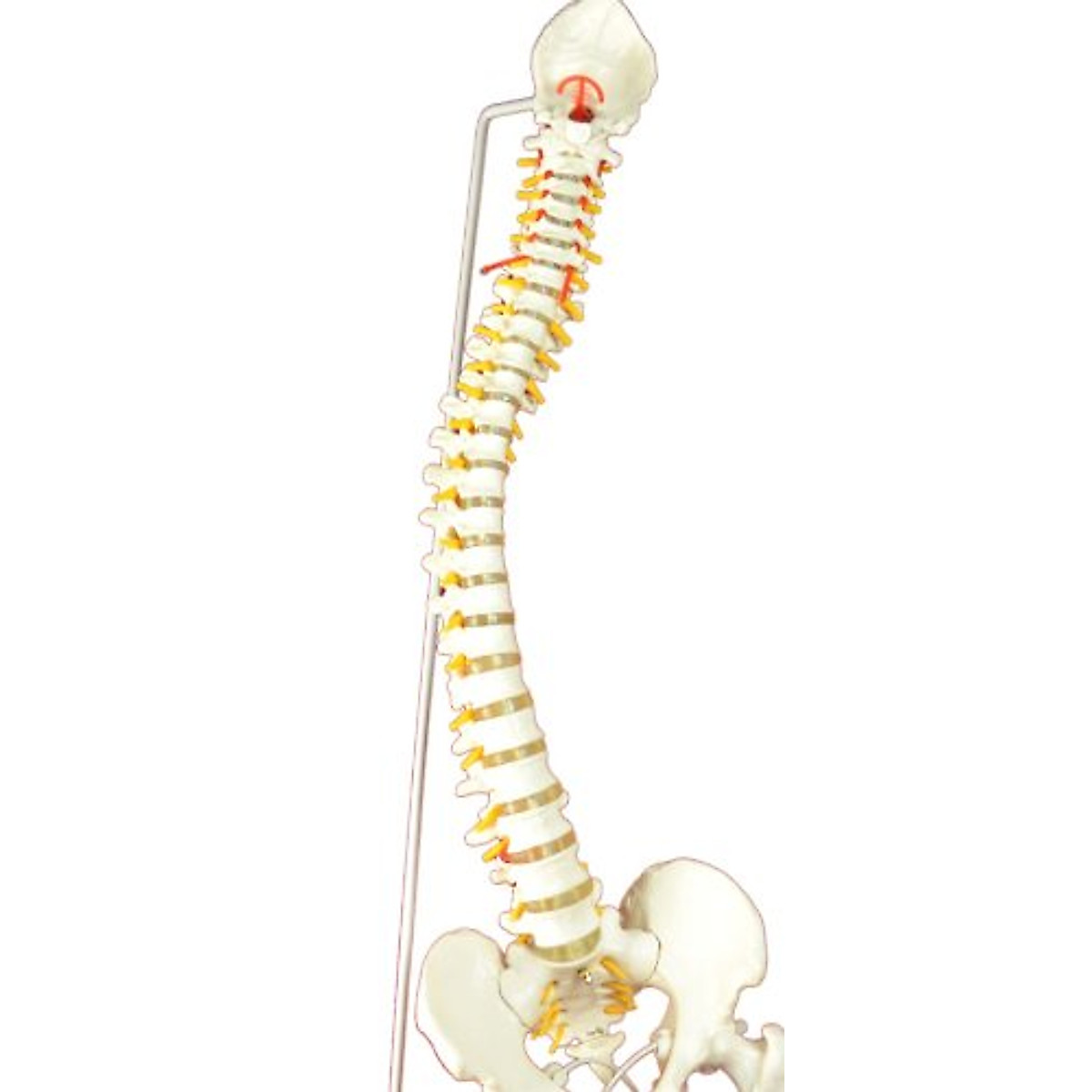 Super Flexible Spine Model with Pelvis and Femur Heads, Life Size, 87cm/34”