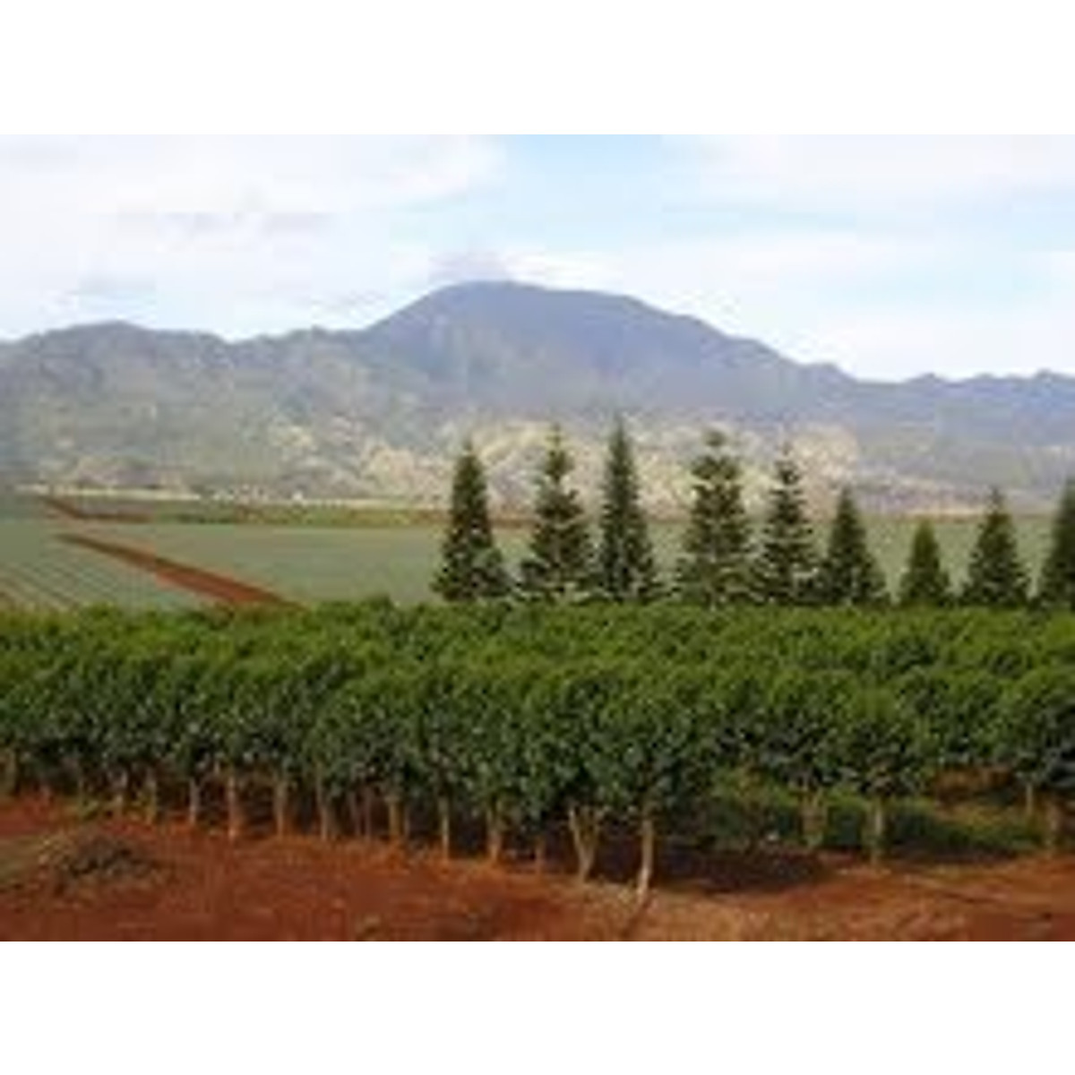 Hawaii's 1st Coffee Store - Kona Pure Ecstasy in Keurig Compatible Cups (12 ea. per pack)