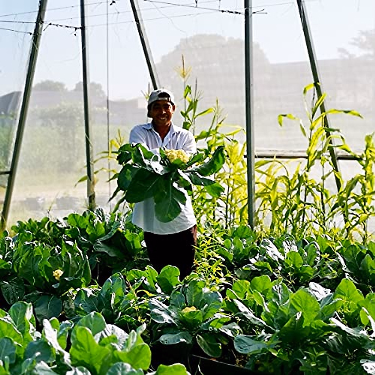 Ultra Fine Garden Insect Netting: 15'x15' Bug Netting Mesh Row Cover Screen Cicada Barrier for Protecting Vegetables Fruits Flowers Raised Plants