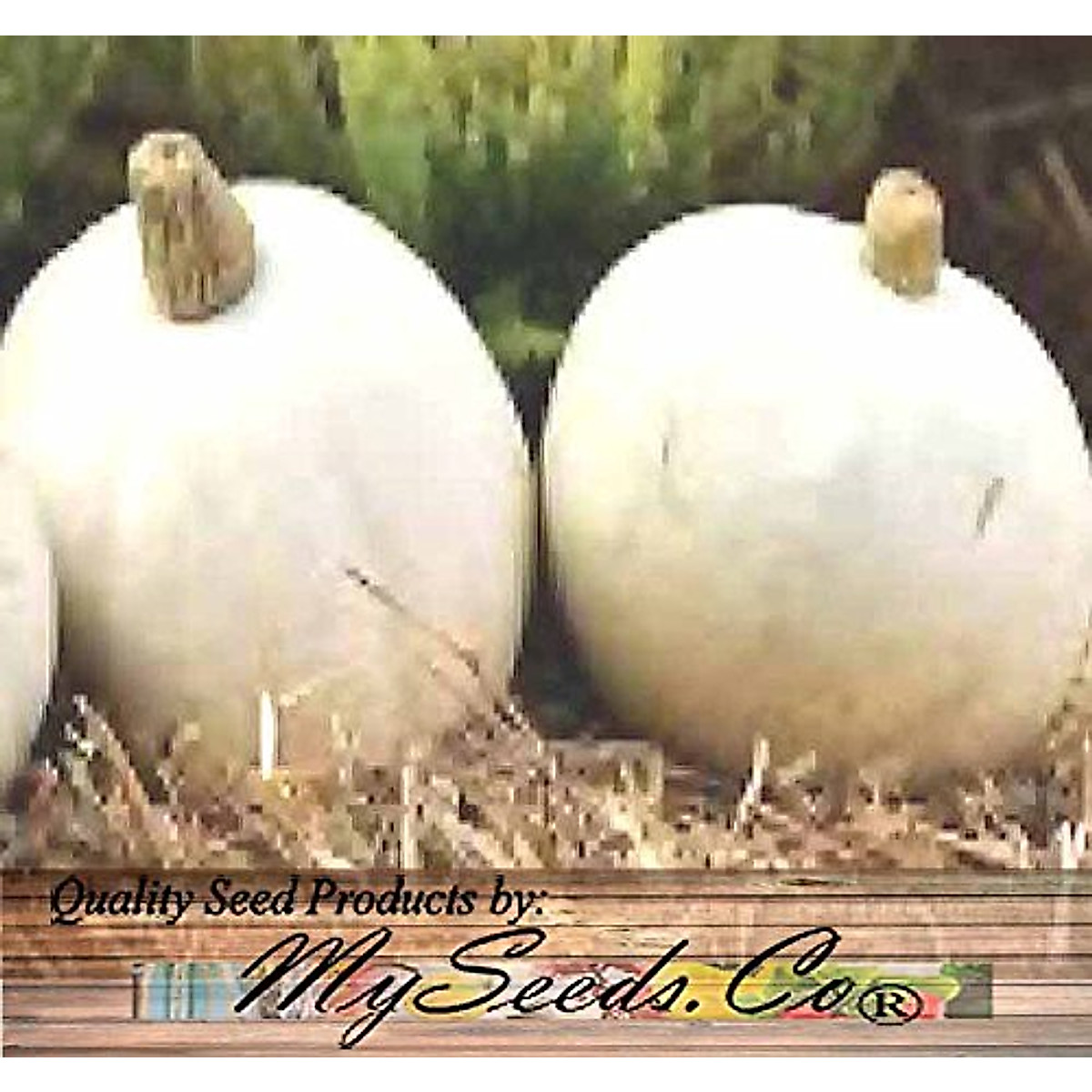 Big Pack (80-90+) Dill Atlantic Giant, Casper White, Cinderella Rouge VIF D'Etampes, & Jarrahdale Blue Pumpkin Seeds - Non-GMO Seeds by MySeeds.Co (Big Pack - Pumpkin Mix II)