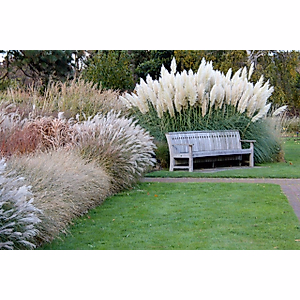 Giant White Pampas Grass Seeds - 100 Seeds - Ships from Iowa, Made in USA