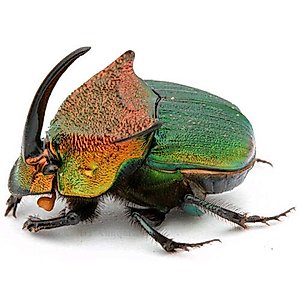 Real XL Green Male Horned Rhinoceros Dung Beetle Phanaeus Vindex Pinned