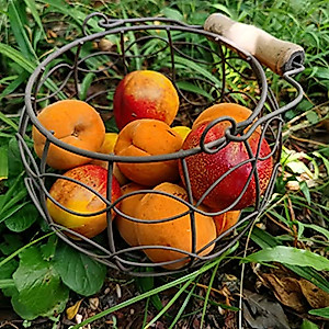 Metal Wire Egg Baskets for Collect Fresh Egg Baskets Countertop Holder, LINCOUNTRY Rustic Round Small Chicken Basket Gathering Fresh Egg With Handle,Country Primitive Farmhouse Vintage Storage Gift