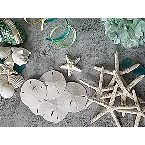 White Sand Dollars 2.5"-3" - 10pcs - Wedding Seashell Craft - Hand Picked and Professionally Packed by Tumbler Home