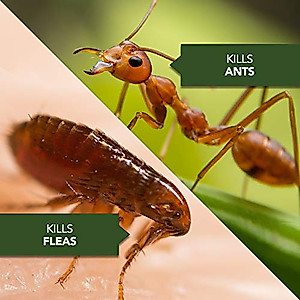 BioAdvanced Carpenter Ant, Termite and Insects Killer Plus, Concentrate, 40 oz