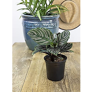 Calathea Prayer Plants Live House Plants Kit (4 PK), Calathea Plant Live Indoor Plants Live Houseplants, Live House Plants Indoors Live Plants Indoor, Live Indoor House Plants Live by Plants for Pets