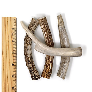 Buck Bone Organics Deer Antler Dog Bones, Premium Grade A - Natural Dog Treat, Made in Montana (Medium)