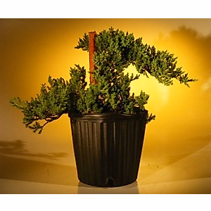 Pre Bonsai Juniper Bonsai Tree - Staked (Juniper Procumbens nana)