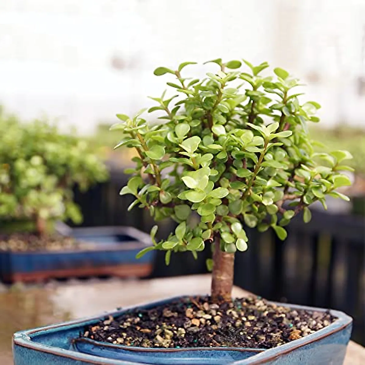 Brussel's Live Dwarf Jade Indoor Bonsai Tree in Water Pot - 5 Years Old; 6" to 10" Tall with Humidity Tray & Deco Rock