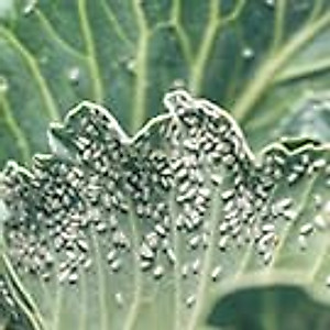 Mighty 7 Gallon by NPK Industries Plant Care Bug mite Garden pest Spray