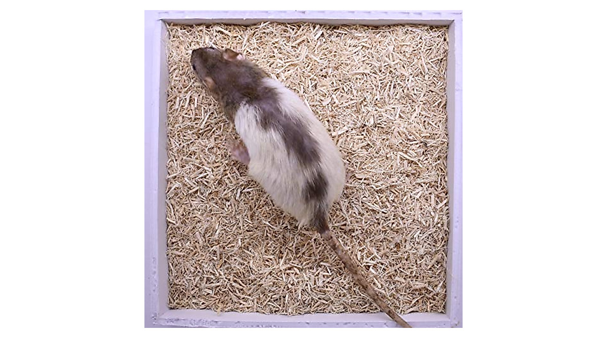 MiceDirect Frozen Rat Combo Pack for Reptiles | Premium & Humane
