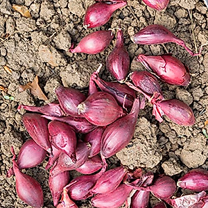Red Onion Sets (100 Bulbs) Garden Vegetable