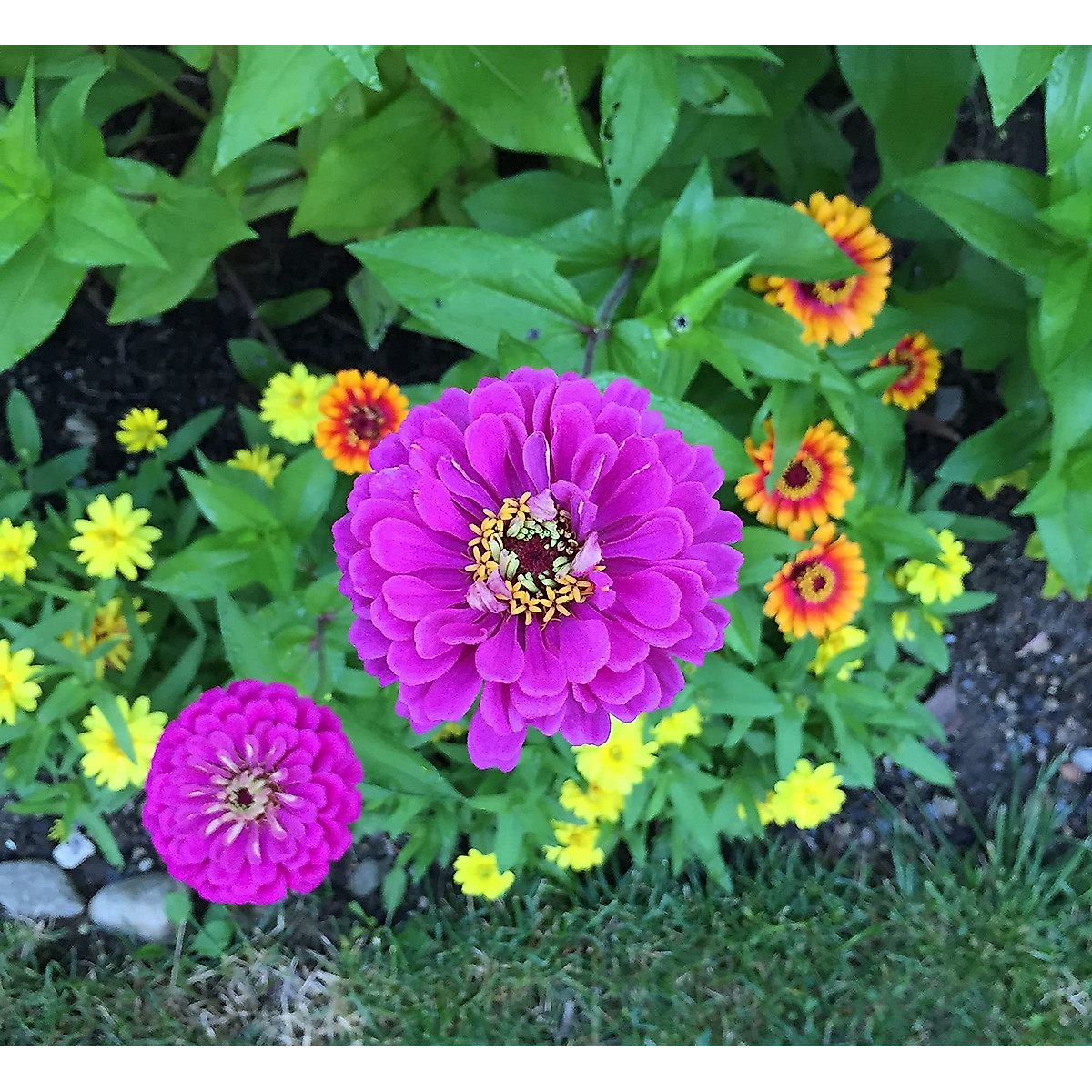 EarthPods Premium Flower Fertilizer - Easy Organic Flower Plant Food Spikes - 100 Capsules - Boost Blossoms (Great for Roses, Potted Annuals, Perennials, Flower Bulbs, Hanging Baskets)