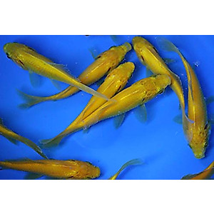 6 Pack of 4-5 inch Mixed Live sarasa, shubunkin, Apricot Comet Goldfish for Aquarium Fish Tank or koi Pond