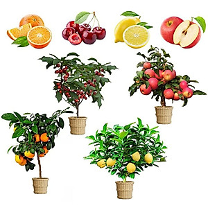Mix Dwarf Bonsai Fruit Tree Seeds for Planting, 50+ Lemon Tree Seeds 50+ Cherry Tree Seeds 50+ Orange Tree Seeds 50+ Apple Seeds, 4 Variety Individual Packs, Organic Heirloom Fruit Seeds