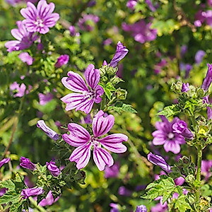 Outsidepride Malva Sylvestris French Hollyhock Zebrina Plant Garden Flower Seed - 1000 Seeds