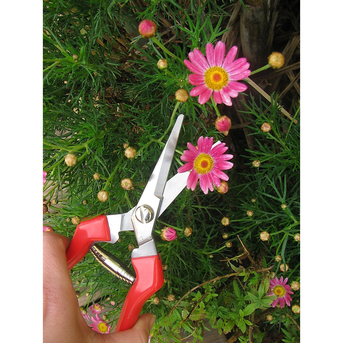 TABOR TOOLS K77A Straight Pruning Shears with Stainless Steel Blades, Florist Scissors, Multi-Tasking Garden Snips for Arranging Flowers, Trimming Plants, Harvesting Herbs, Fruits or Vegetables.