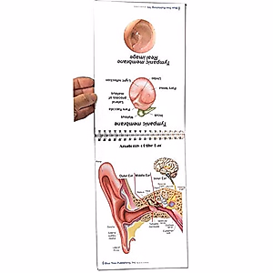 Blue Tree Publishing Ear Anatomy Desktop Charts For AUD, Audiologist, Hearing Centers and Classroom material for Education