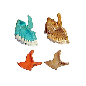 Human Medical Anatomical Adult Osteopathic Skull Model, 22-Part Didactic Colored