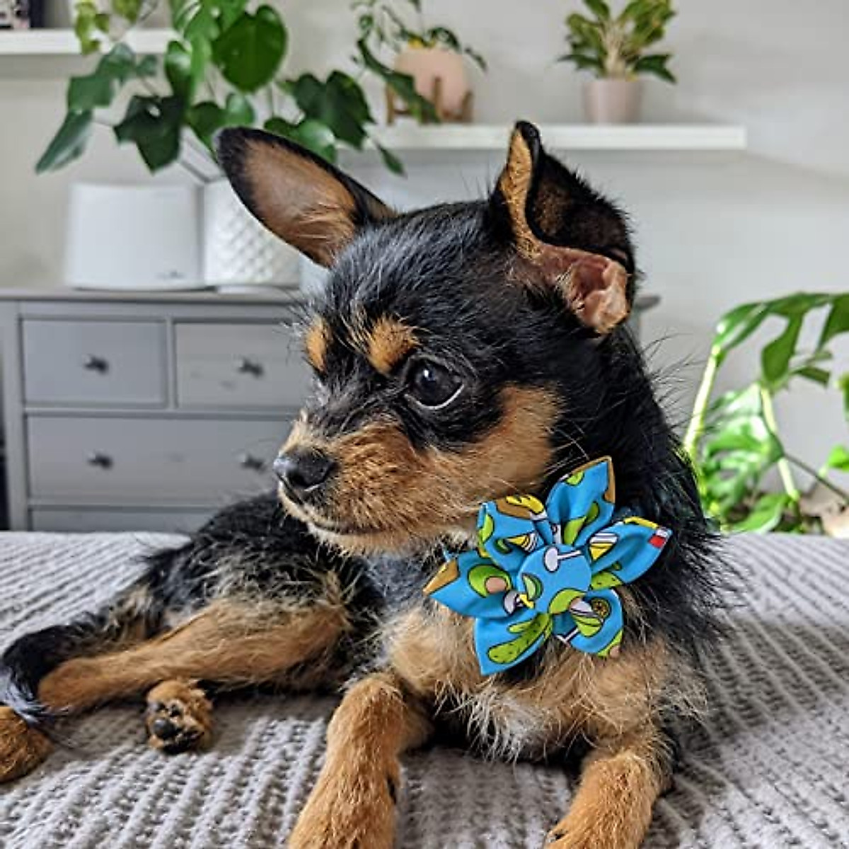 H&K Pet Pinwheel | Cinco Fiesta (Small) | Velcro Collar Accessory for Dogs/Cats | Fun Pet Pinwheel Collar Attachment | Cute, Comfortable Pet Accessory