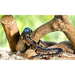 Galápagos (05282) Driftwood Branches, Natural, 2-3 Ft.