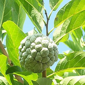 1 Sugar Apple Plant Live Fruits 8 Inc Tall for Planting Ornaments Perennial Garden Simple to Grow Pots Gifts