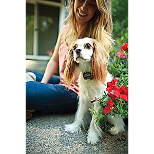 PetSafe Elite Little Dog In-Ground Fence Receiver Collar, for Dogs Over 5lb, Waterproof with Tone and Static Correction