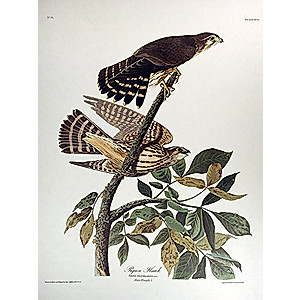 Pigeon Hawk. From"The Birds of America" (Amsterdam Edition)