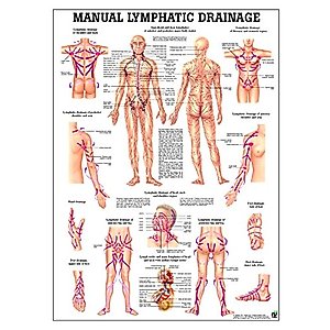 Lymphatic Drainage Laminated Anatomy Chart Lymphatic Drainage Laminated Anatomy Chart Lymphatic Drainage Laminated Anatomy Chart Lymphatic Drainage Laminated Anatomy Chart Lymphatic Drainage Laminated Anatomy Chart Lymphatic Drainage Laminated Anatomy Cha